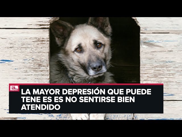 ¿Cómo saber si mi perrito tiene ansiedad por separación?