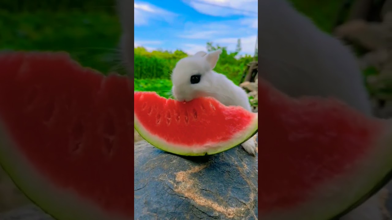 mignon petit lapin /cute bunny