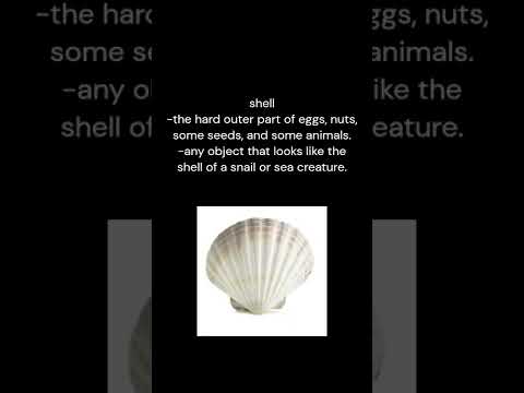 shell -meaning and pronunciation-