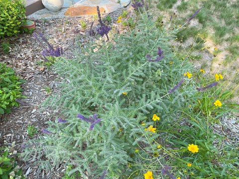 Mondays with Martha #168 - Leadplant