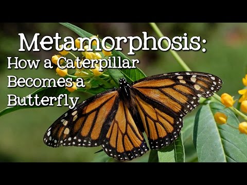 Metamorphosis: Caterpillar to Butterfly for Children - FreeSchool