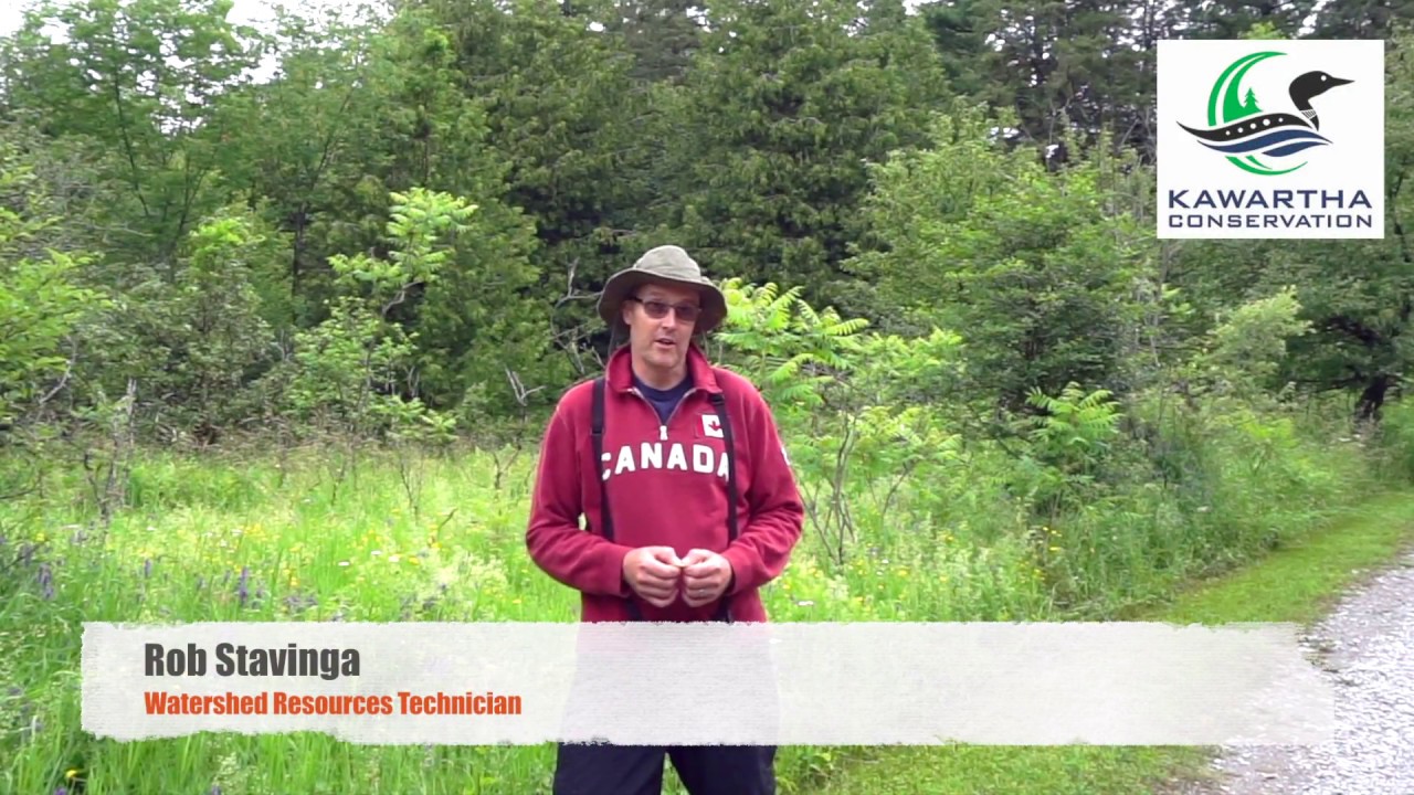 Birding with Rob Stavinga