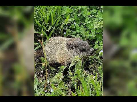 Groundhog Symbolism