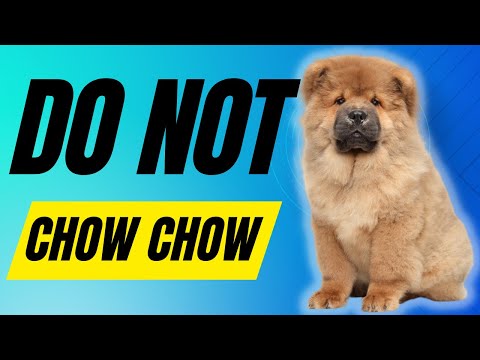 7 Reasons You SHOULD NOT Get a Chow Chow Dog