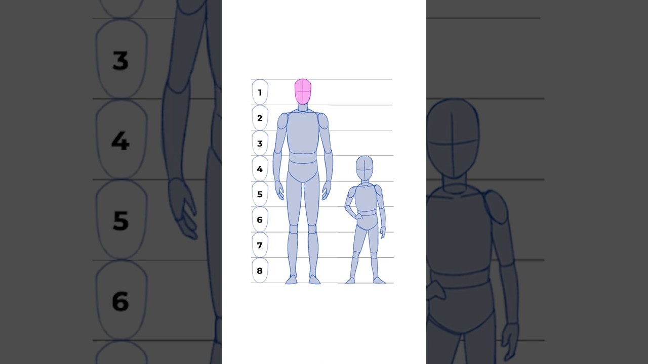 How to draw different bodies 🤸🏻‍♀️ canons and proportions