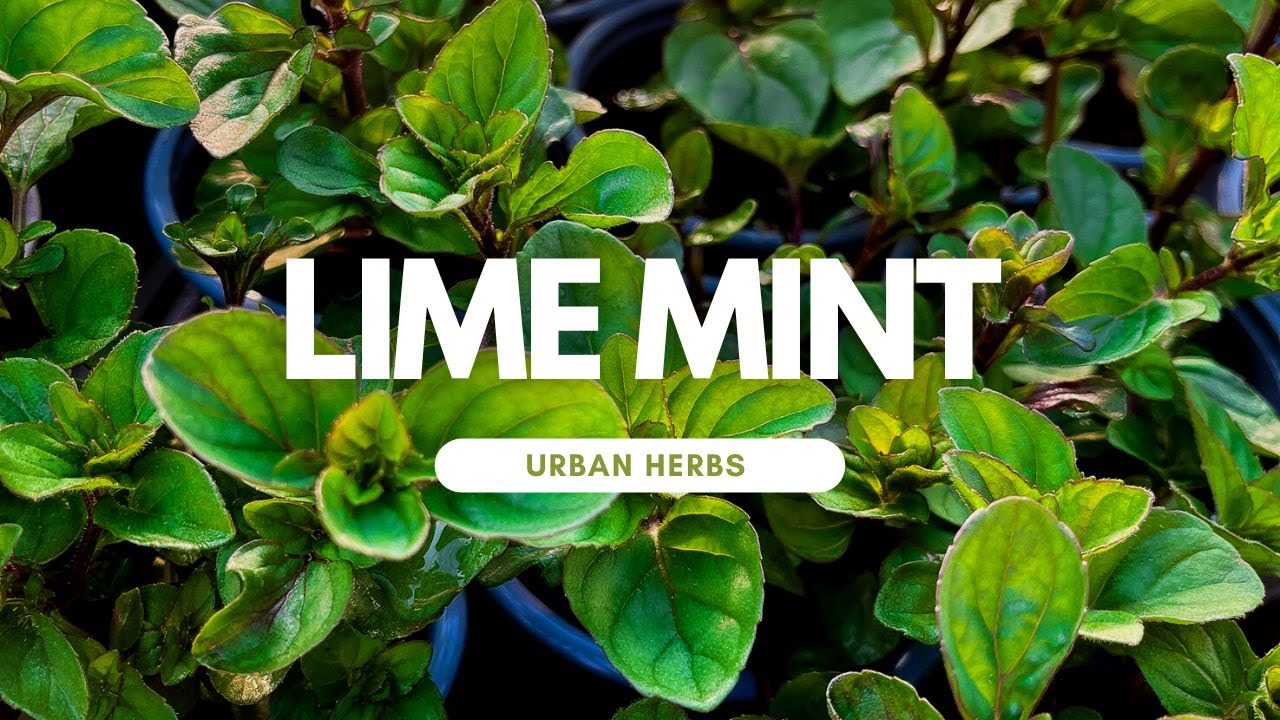 Introducing:  Lime Mint
