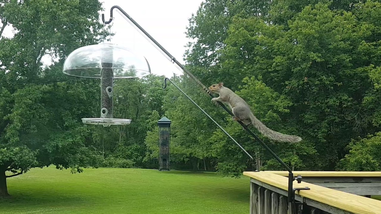 Slinky Squirrel - New Configuration