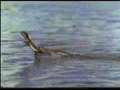 Holiday snap: the Jesus Christ lizard – Why Evolution Is True