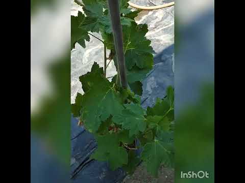 Red currant.