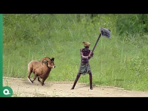 20 Moments Farm Animals Attack Humans That Will Leave You Speechless