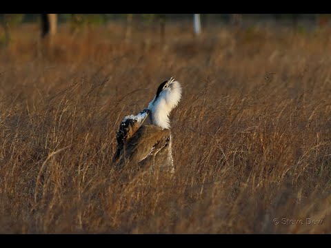 Australian Bustard Calling (roaring)