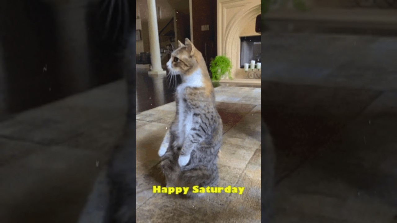 Happy Saturday: A Compilation of Top Weekend GIFs from GIPHY
