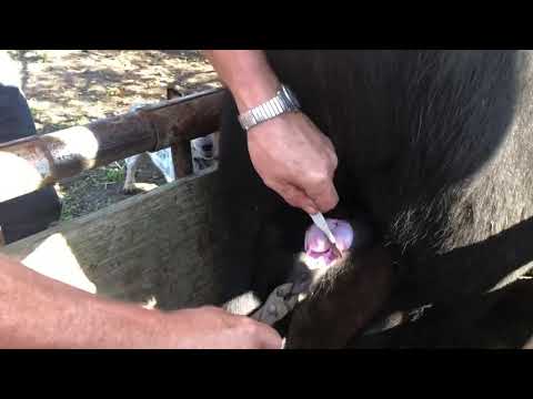 Bull Castration Day...ouch π³