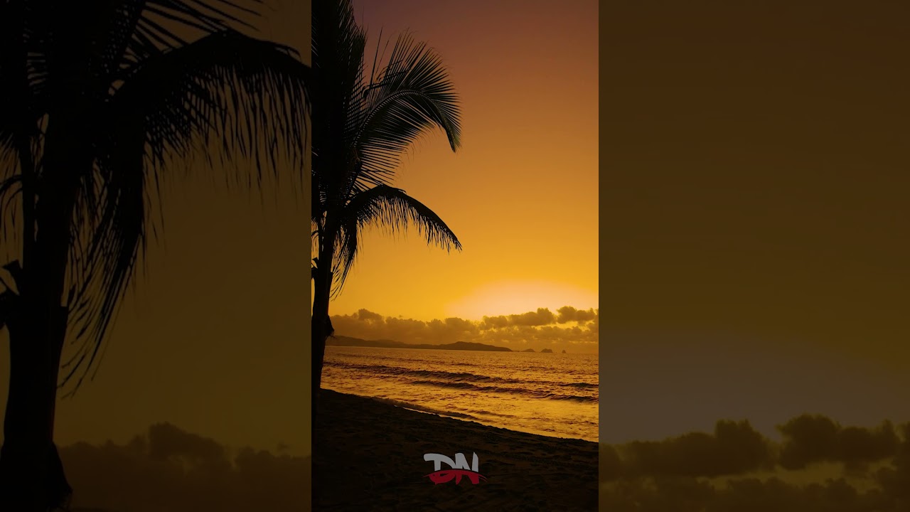 Sunset on a beach with a palm tree