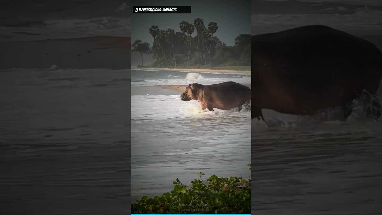 Divers Had NO IDEA What Was Behind Them #shorts