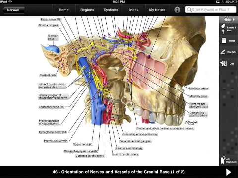 Netter's Anatomy Atlas