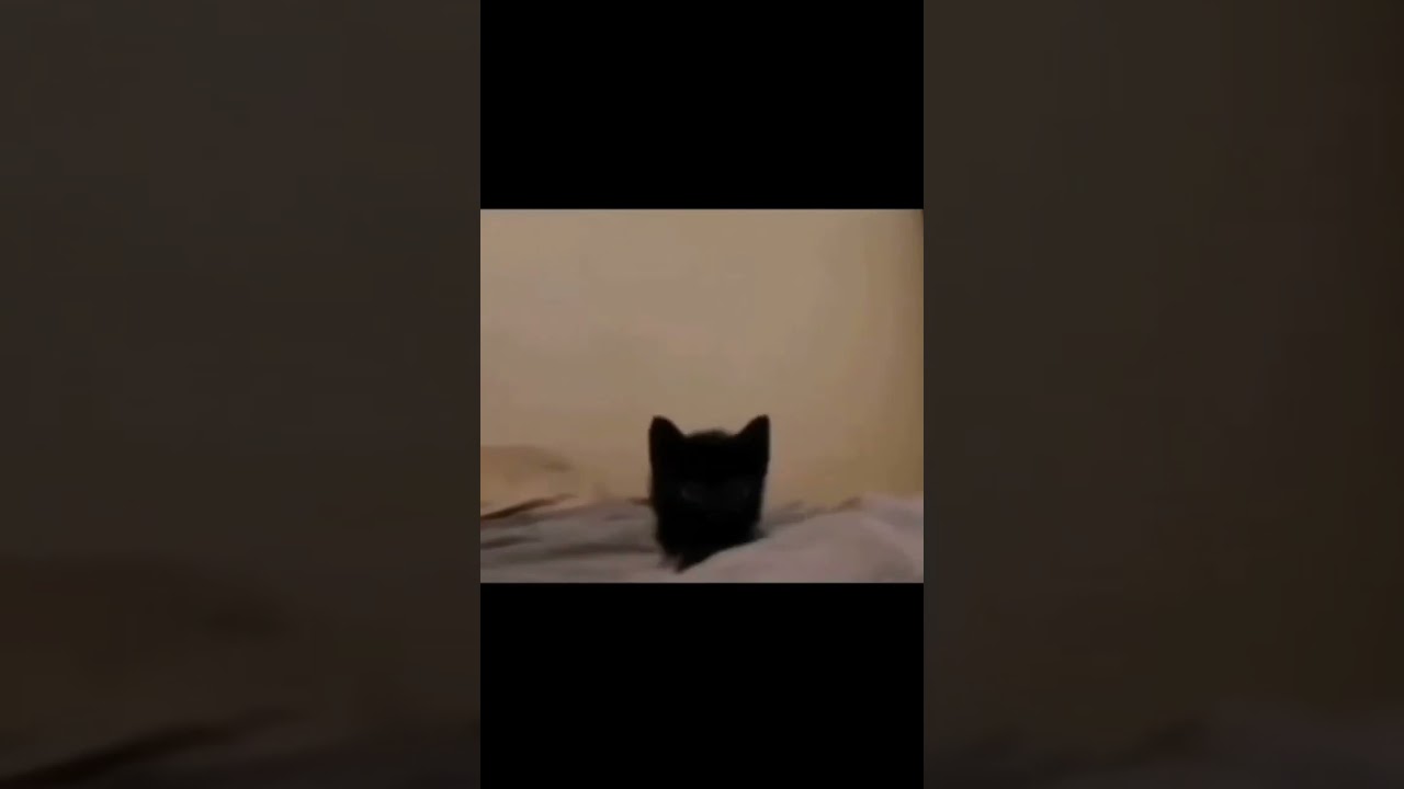 cat explode #shorts #memes