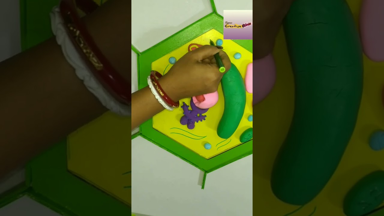 3D Model  of Plant Cell using clay