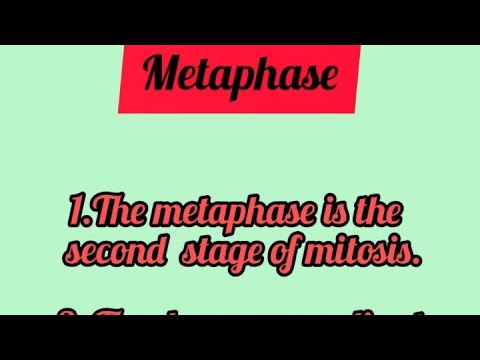 Metaphase #shortsfeed #shortsvideo #shorts #youtubeshorts
