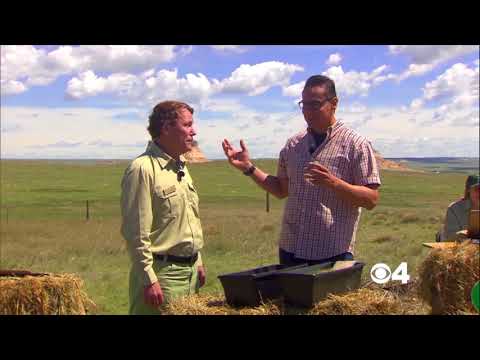 Types of grasslands and grasses