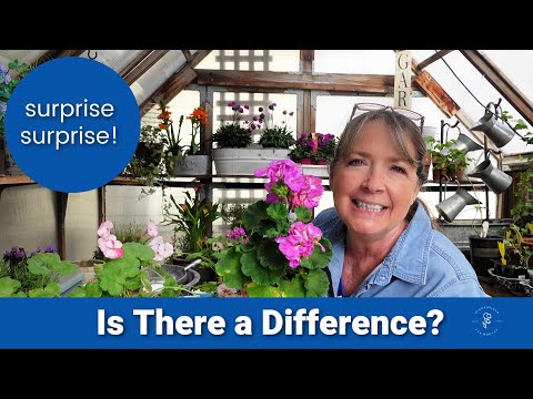 Geranium Showdown: Seed Grown vs. Zonal - Which is Right for You?