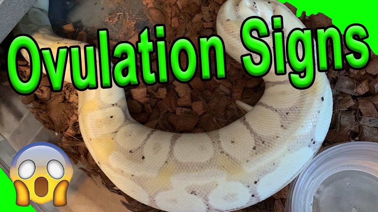 Ball Python Ovulation Signs