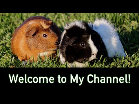 Welcome to Rebecca's Pet Care Channel! ????