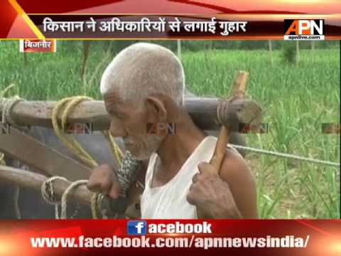 Farmer does self ploughing of field in Bijnor, UP