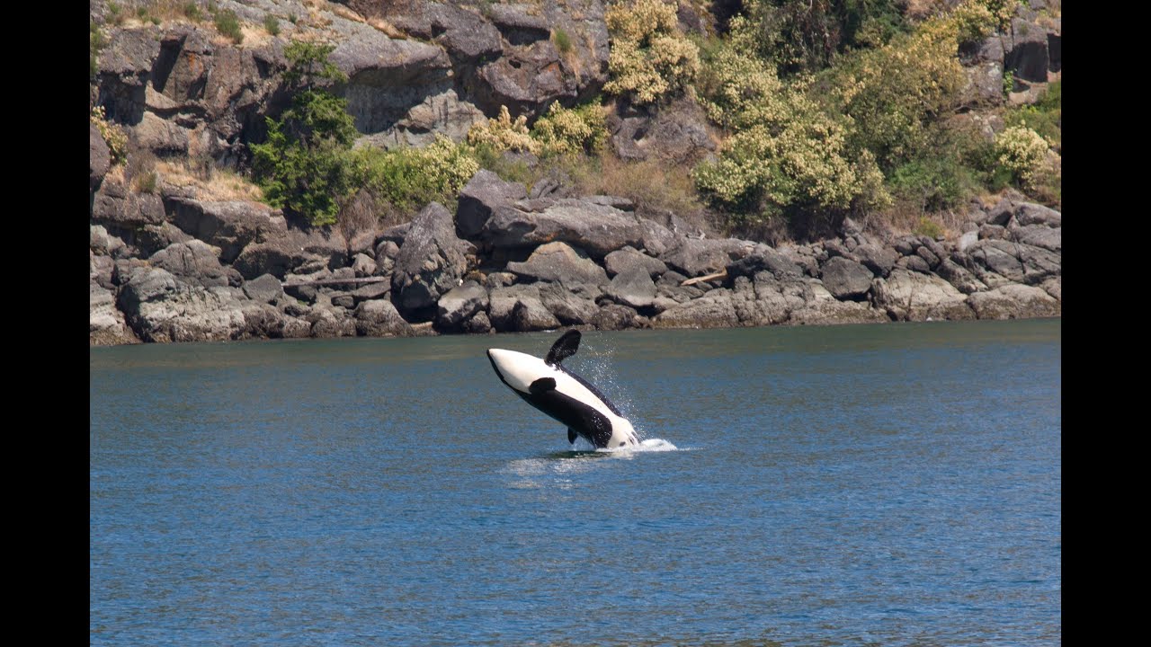 orca wallpaper - killer whale wallpaper