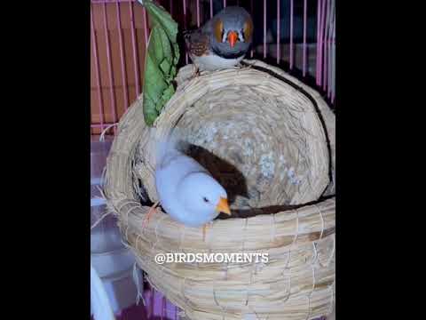 Beautiful zebra finch