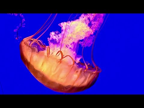 Springfield, MO – Johnny Morris Wonders of Wildlife National Museum & Aquarium – Travel Series Ep. 3