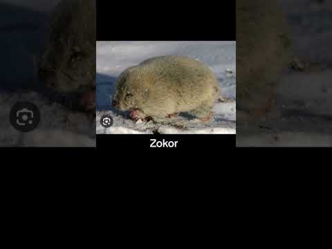 Animals That Start With The Letter Z๐ฏ #animals #interesting #viral #shorts #xyzbca