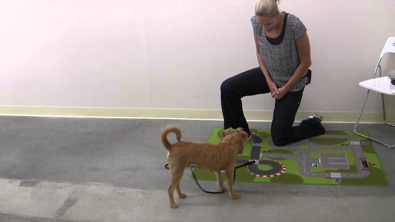 Just Paws Training Workshop 101-1