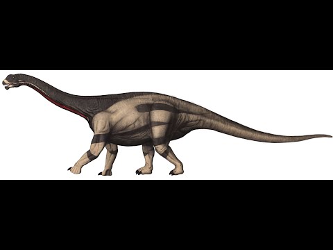 Camarasaurus Explained