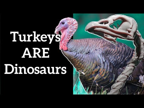 Birds ARE Dinosaurs - Birds + Theropods