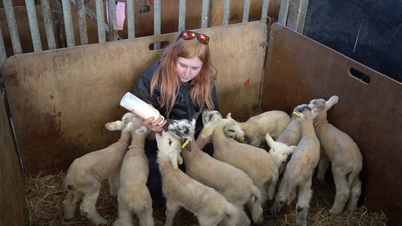 Reaseheath Lambing Bitesize: Session 4 for KS2 (Years 3-6)