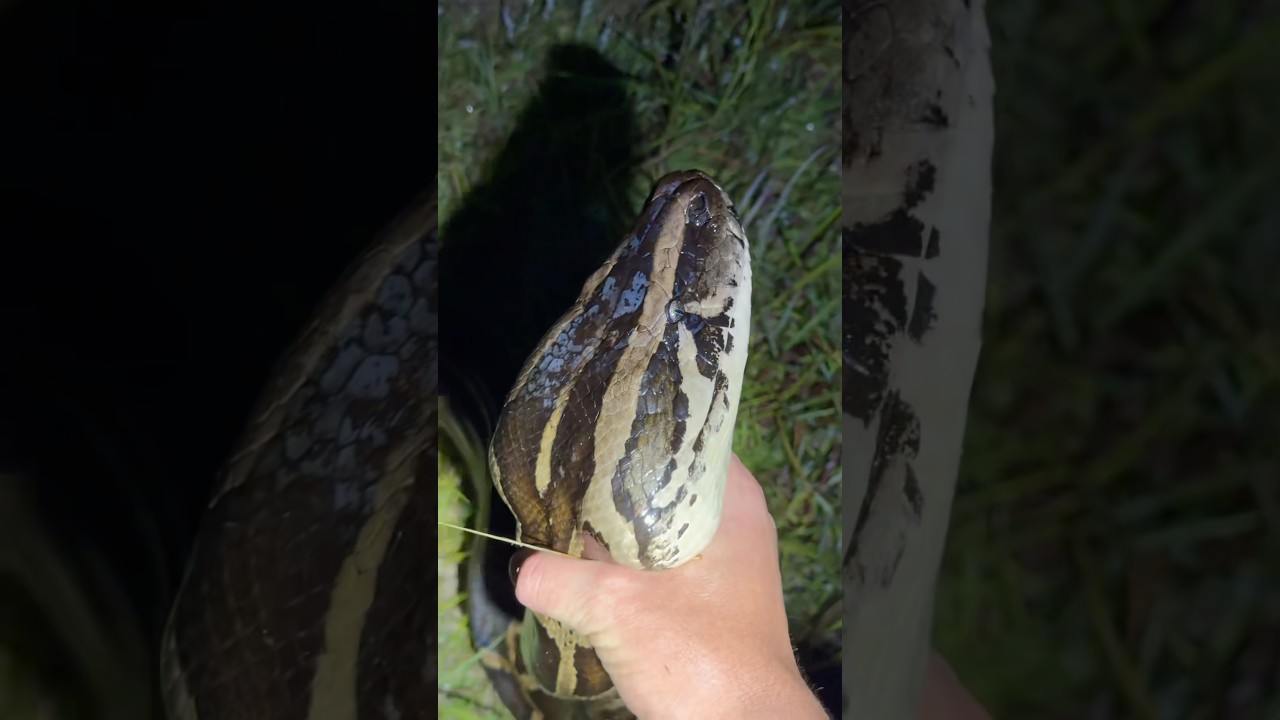 I yoinked the 20 footer! #snake#reptiles#animals#wildlife#snake#python#shorts#shortvideo#florida#wow
