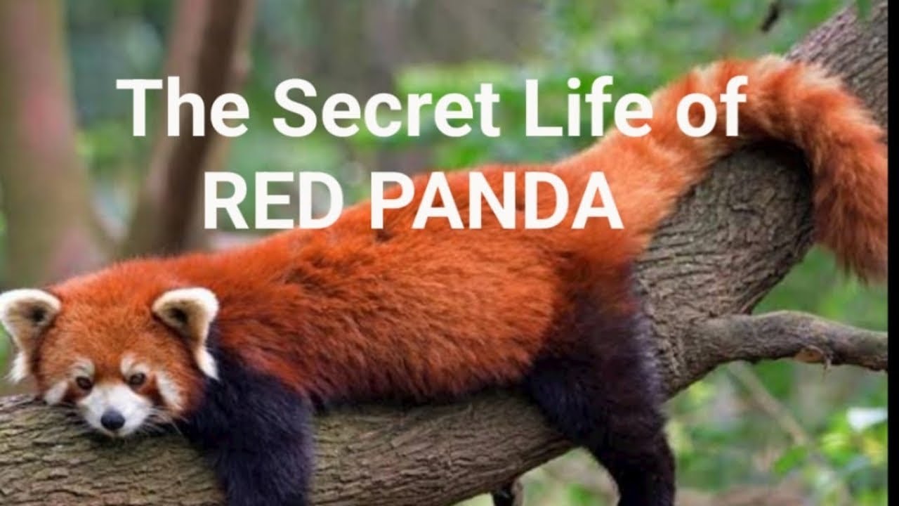 The Secret Life of Red Pandas: Habits, Habitat, and Conservation #endangeredspecies #biodiversity