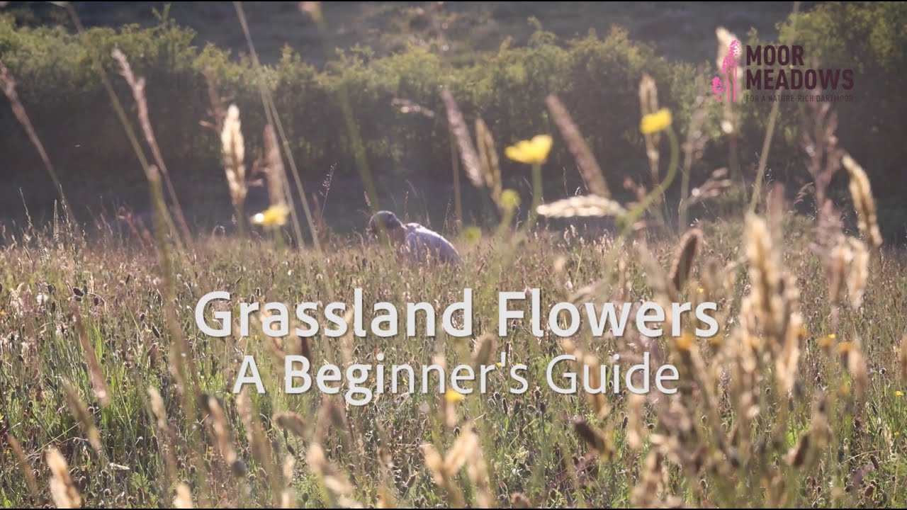 Wild Flower Identification - A Beginner’s Guide