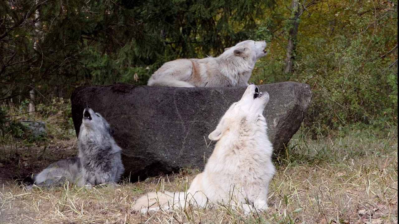 Fifty Wolves Howling