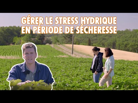 Comment Alix Garrabet gère le stress hydrique de ses tournesols | les pieds dans les champs
