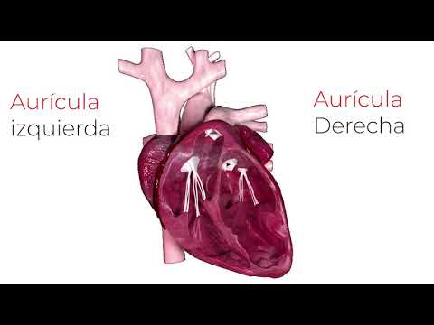 Anatomía cardíaca