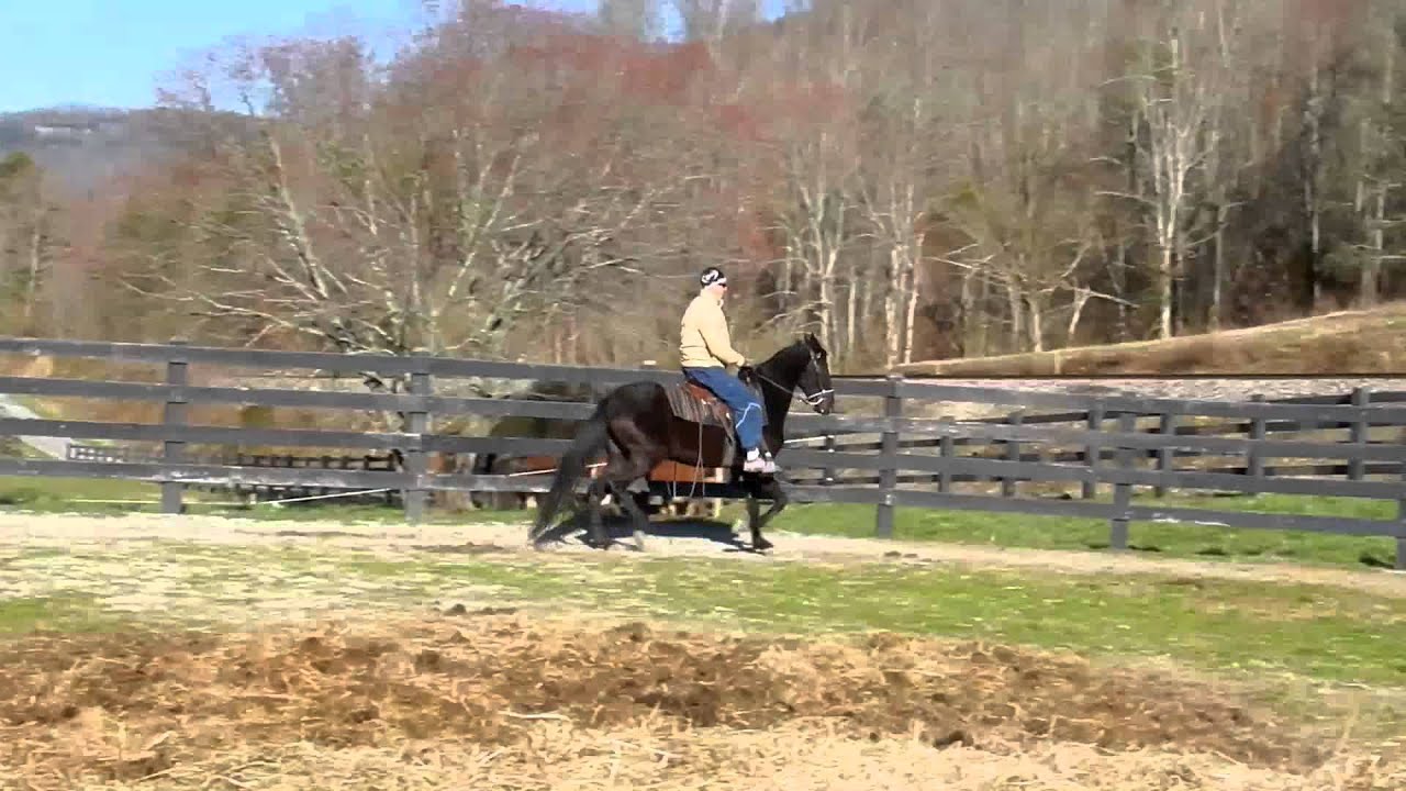 Generation's Miss Carbon - Shadow Ridge Stables