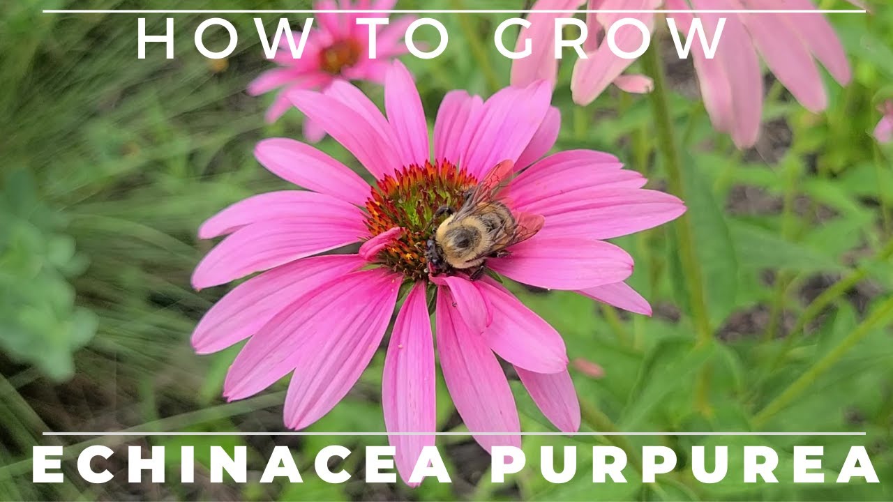 Complete Guide to Purple Coneflower - Echinacea purpurea