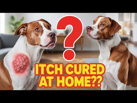 Dog Skin Allergy Home Remedies - Cure their Itch!