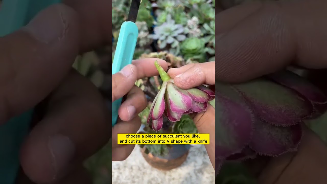 What should you do when your succulents bloom? Succulents grafting
