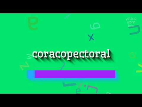 HOW TO SAY CORACOPECTORAL? #coracopectoral