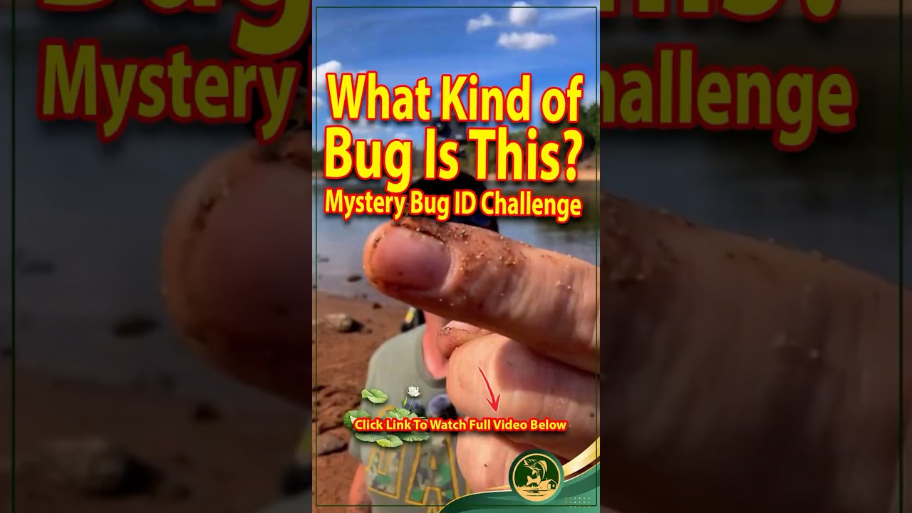 🕷️ What Kind of Bug Is This? Mystery Bug ID Challenge #WhatBugIsThis #BugIdentification #InsectID