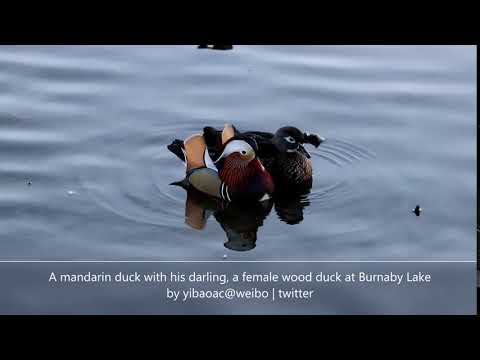 Male Mandarin Duck and Female Wood Duck