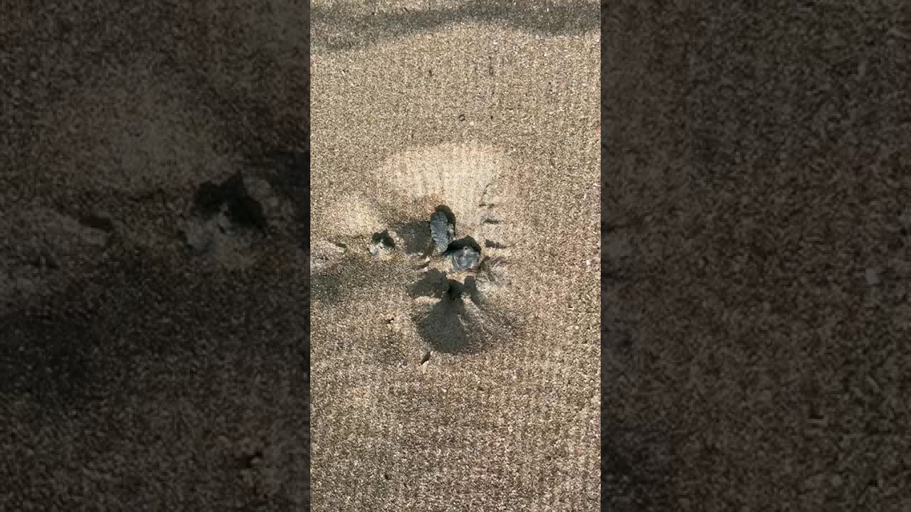 La primera tortuga rompe la arena en Dénia: inicio mágico de la eclosión  #dénia #tortugasmarinas